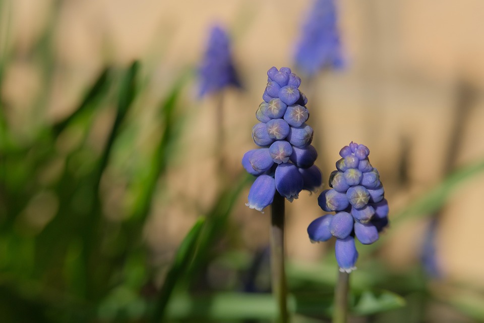 Jacinthe De Raisin Fleurs Les - Photo gratuite sur Pixabay