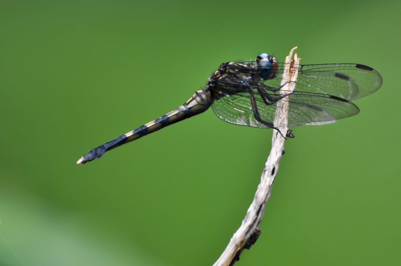Libelle Insekt - Kostenloses Foto auf Pixabay - Pixabay