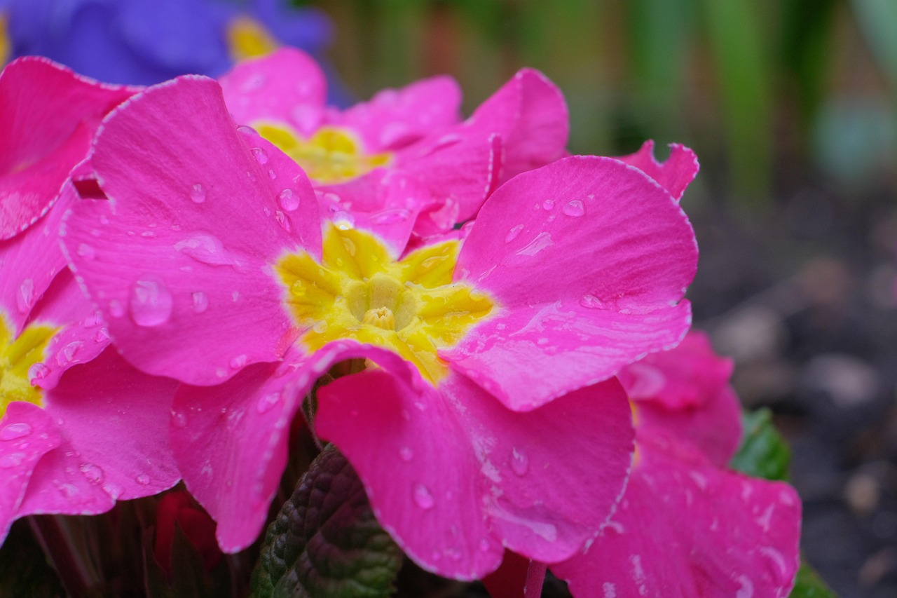 Flowers Primrose Nature - Free photo on Pixabay - Pixabay