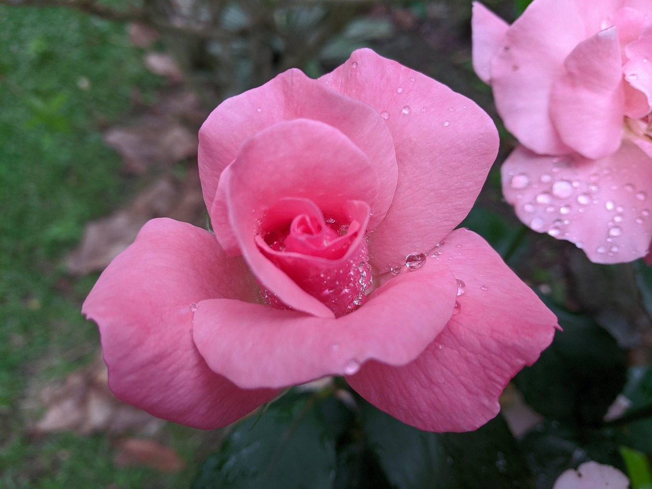 Rosée Fleur Rose La - Photo gratuite sur Pixabay - Pixabay