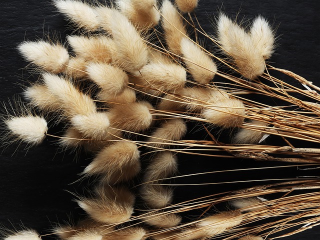Dried Ornamental Plant - Free photo on Pixabay