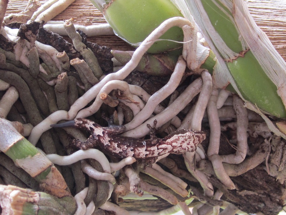 Straight Lizard Plant - Free photo on Pixabay