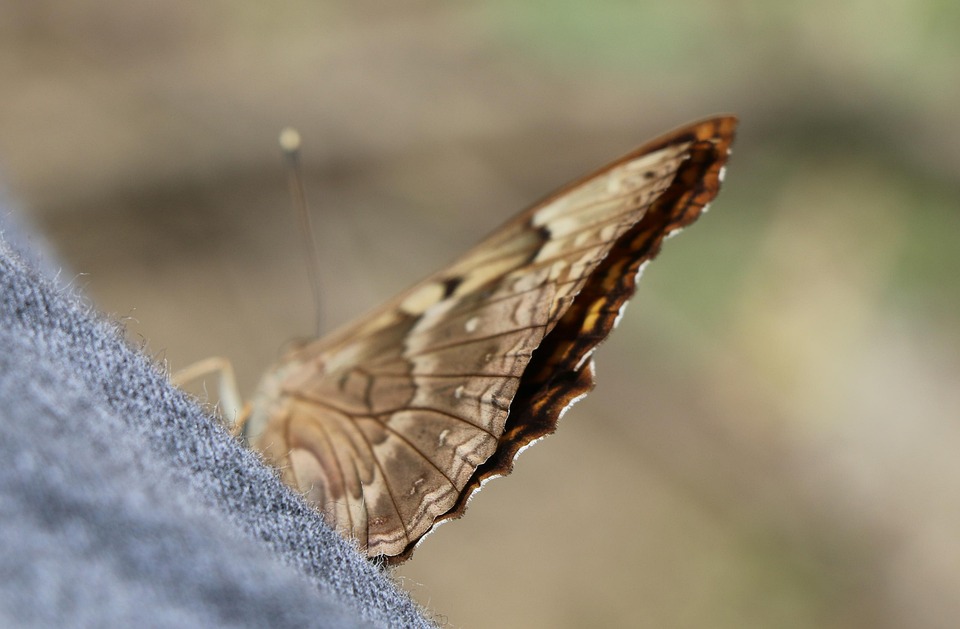 Empereur Fauve Papillon Insecte - Photo gratuite sur Pixabay - Pixabay