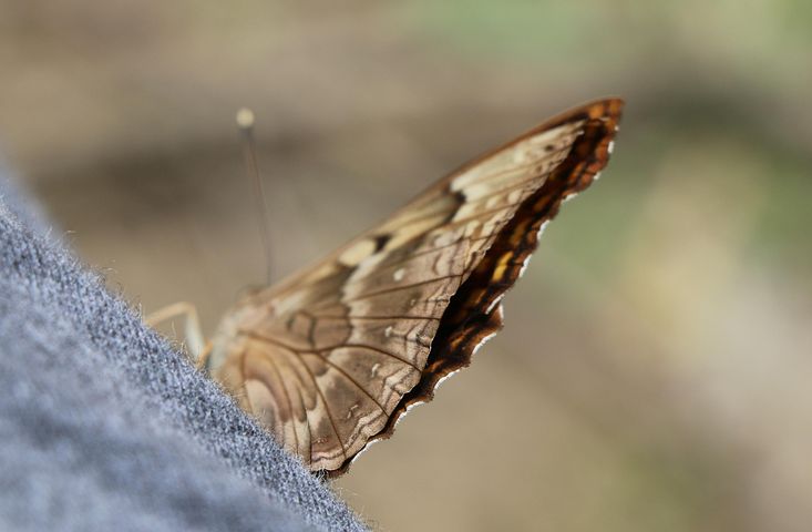 10+ Free Emperor Butterfly & Butterfly Images - Pixabay