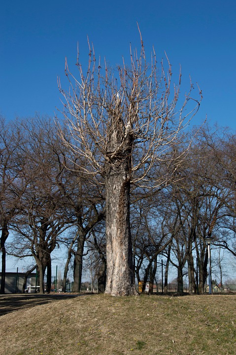 Nature Arbre Bois - Photo gratuite sur Pixabay - Pixabay