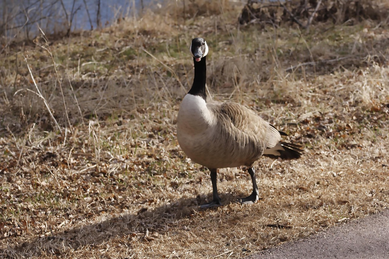 Canadian Goose Bird - Free photo on Pixabay - Pixabay