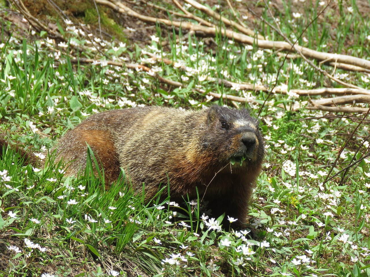 100+ Free Groundhog & Animal Images - Pixabay