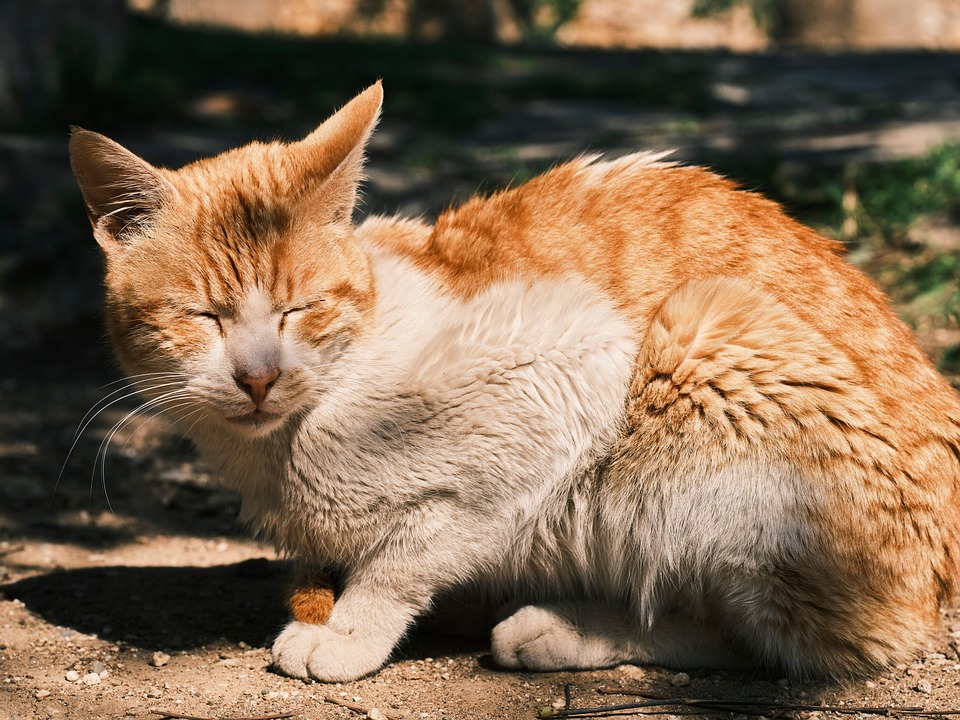 Animal Gato Felino Bicho De - Foto gratuita no Pixabay