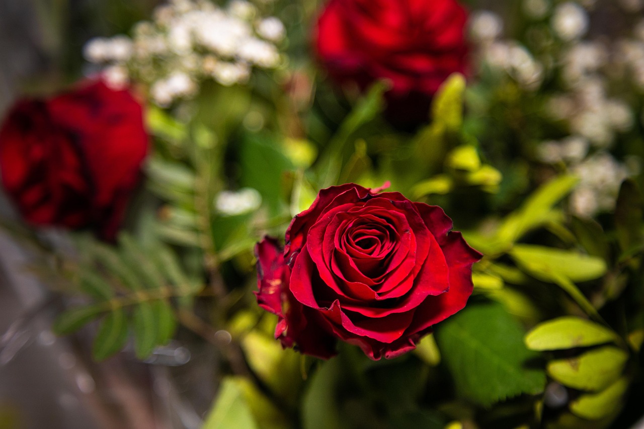 Mawar Bunga Merah - Foto gratis di Pixabay - Pixabay
