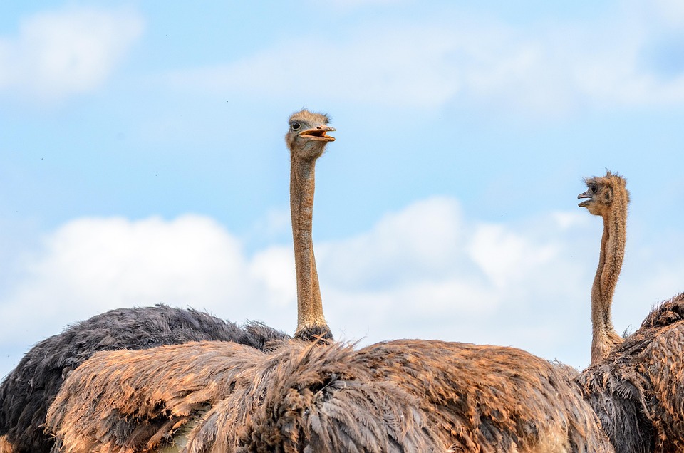 Bird Ostrich Ornithology - Free photo on Pixabay