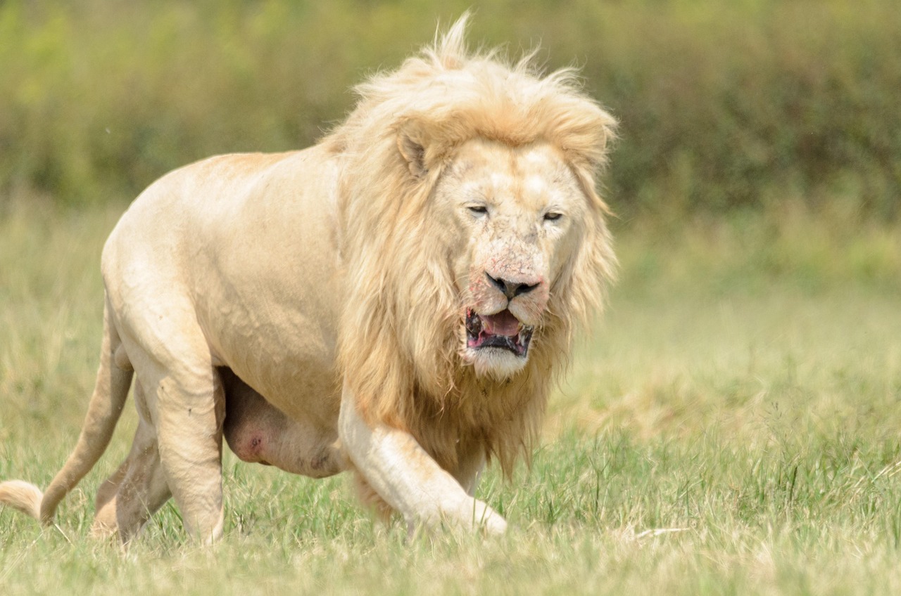 Bothong Rhino Lion Nature Reserve - Free photo on Pixabay - Pixabay