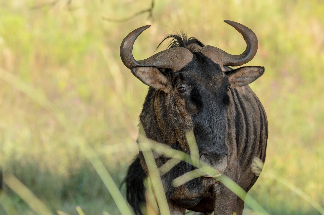 Animal Mamífero Ñu Azul - Foto gratis en Pixabay - Pixabay