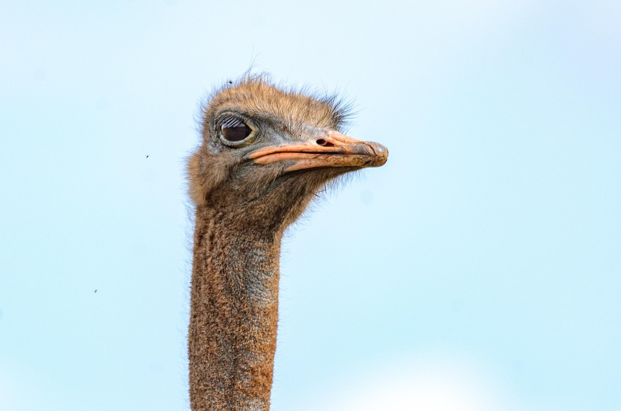 Vogel Struisvogel Ornithologie - Gratis foto op Pixabay - Pixabay