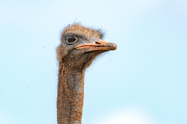Bird Ostrich Ornithology - Free photo on Pixabay - Pixabay