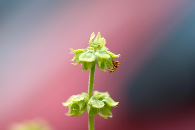 Plant Growth Botany - Free photo on Pixabay