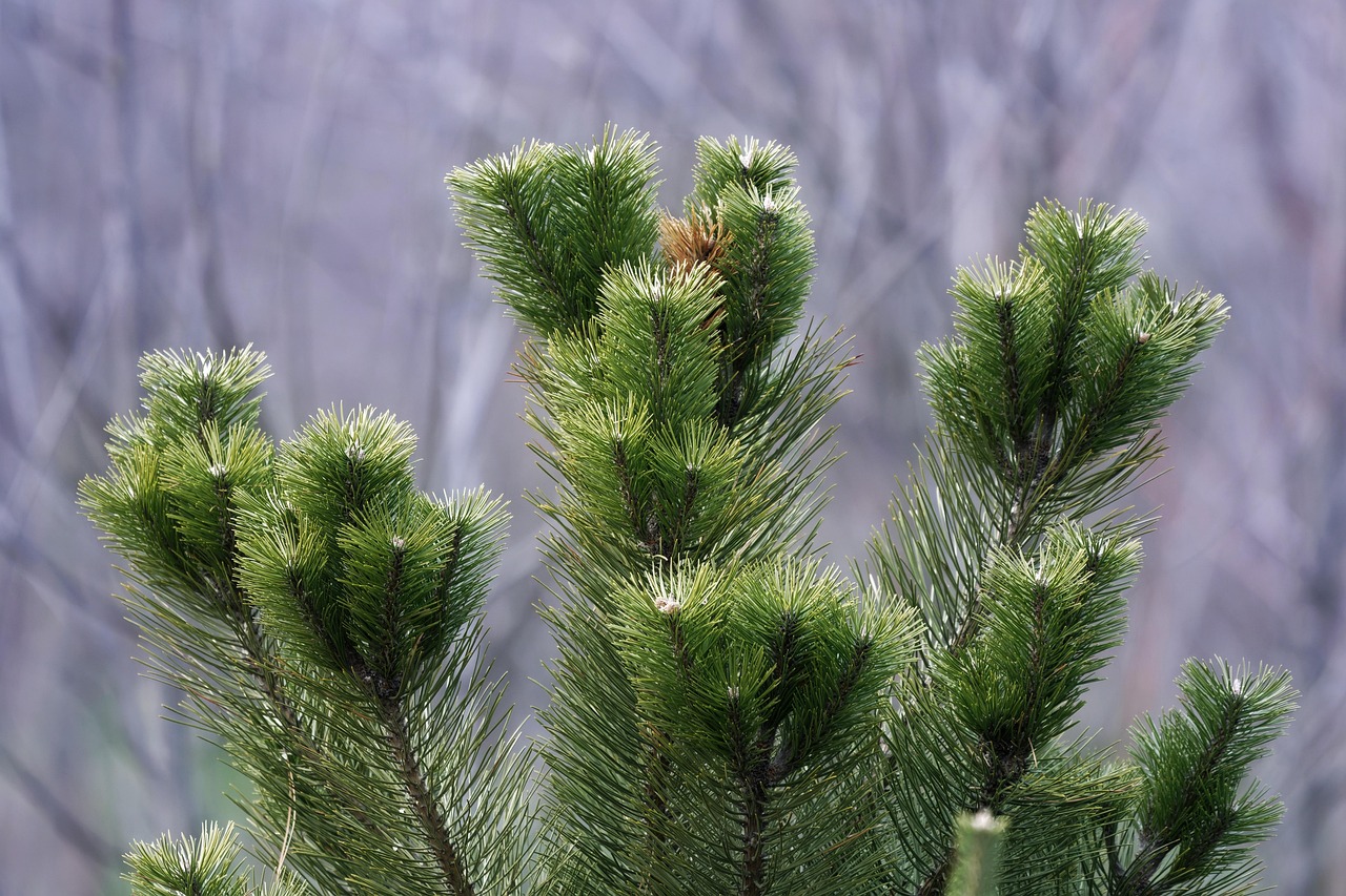 Árvore De Abeto Conífera Natureza - Foto gratuita no Pixabay - Pixabay