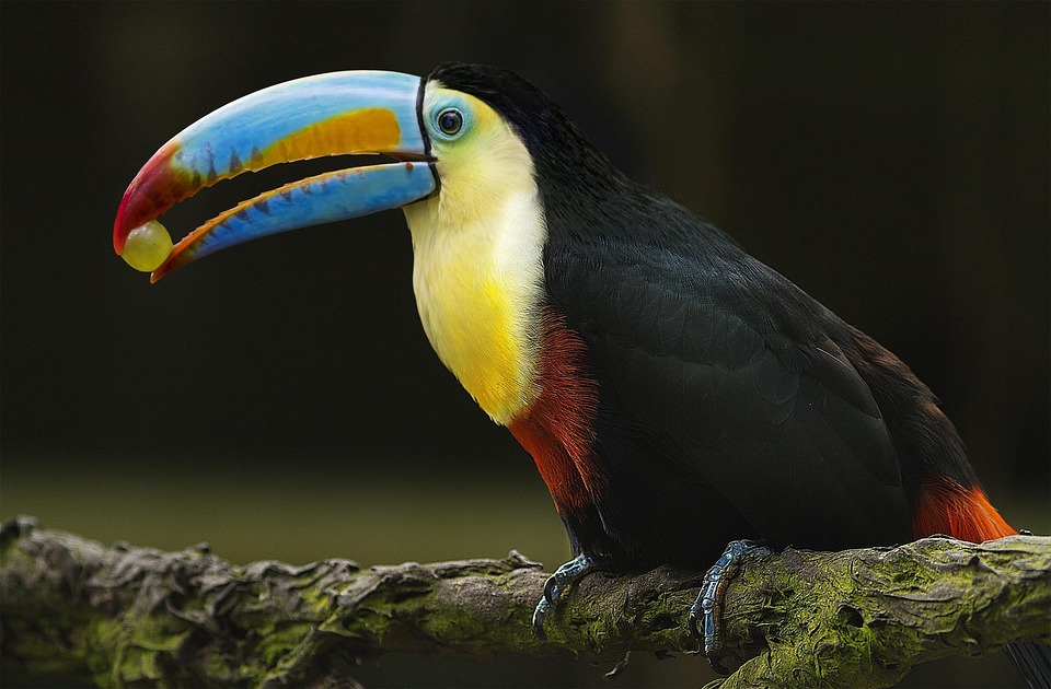 Bird Toucan Beak - Free photo on Pixabay