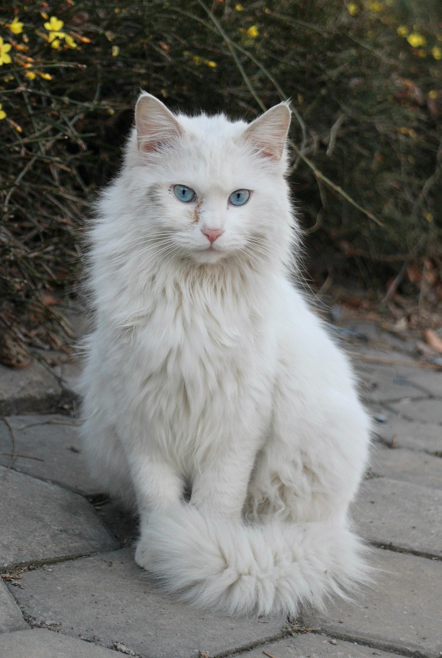 Grey Turkish Angora Cat