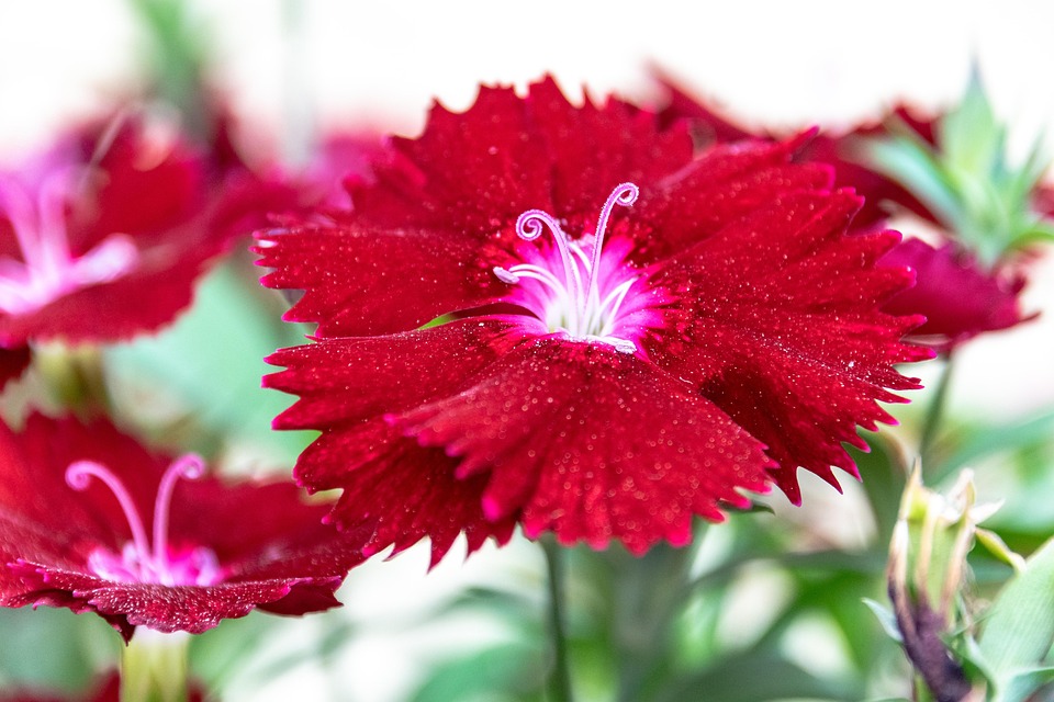 Sweet William Flowers Plants Red - Free photo on Pixabay - Pixabay
