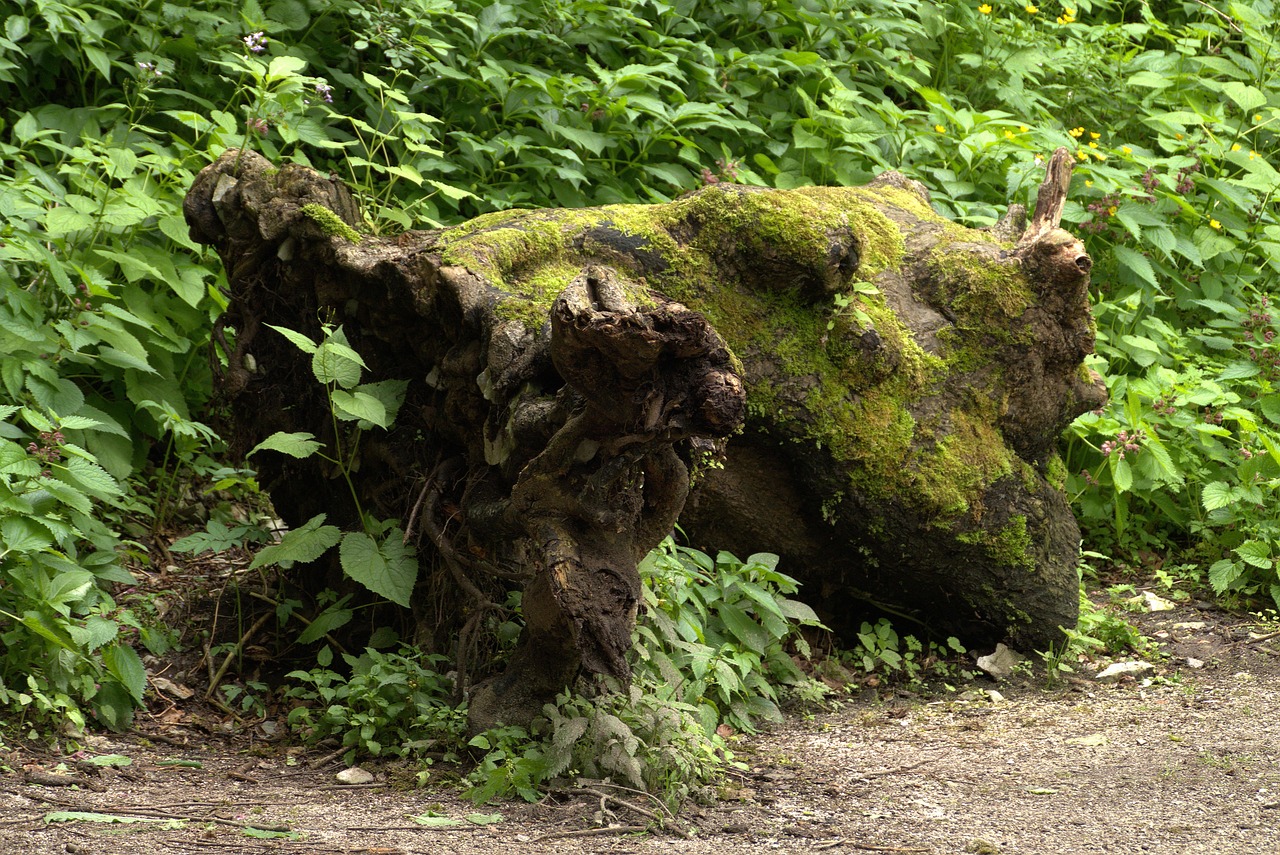 Nature Tree Trunk - Free photo on Pixabay - Pixabay