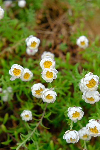 Flower Rodanthe Plant - Free photo on Pixabay