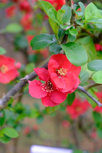 Flowers Chinese Quince Bloom - Free photo on Pixabay - Pixabay