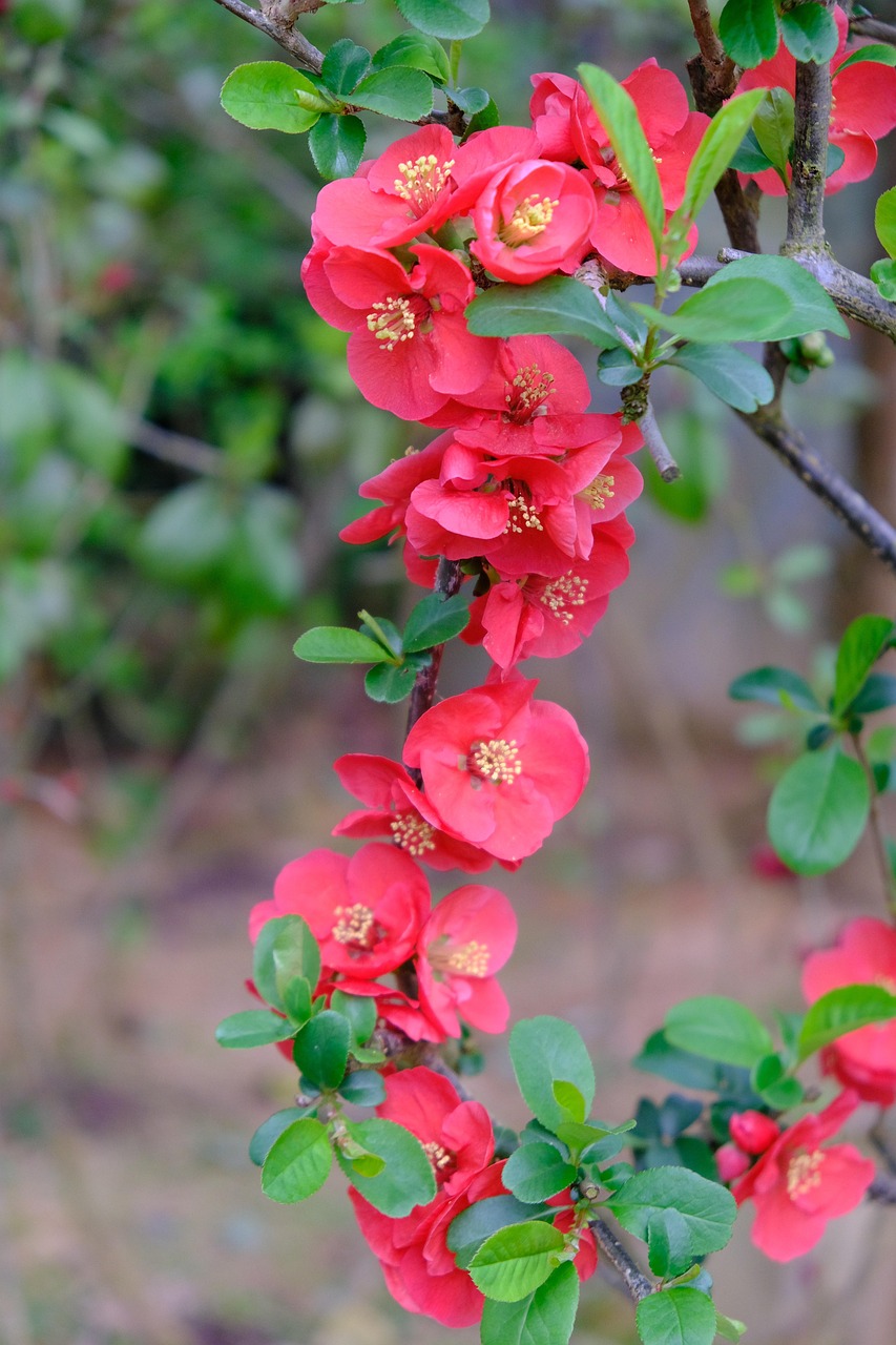 Tegninger Av Kinesiske Blomster Kjøp Kinesisk Stil Blekk Kunstplakat