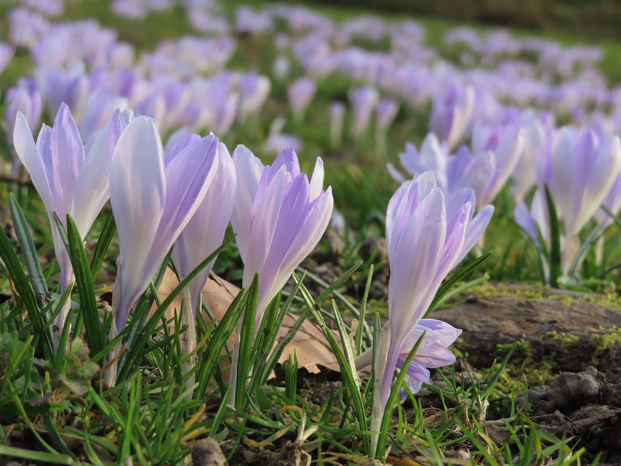 Flower Crocuses Spring - Free photo on Pixabay - Pixabay