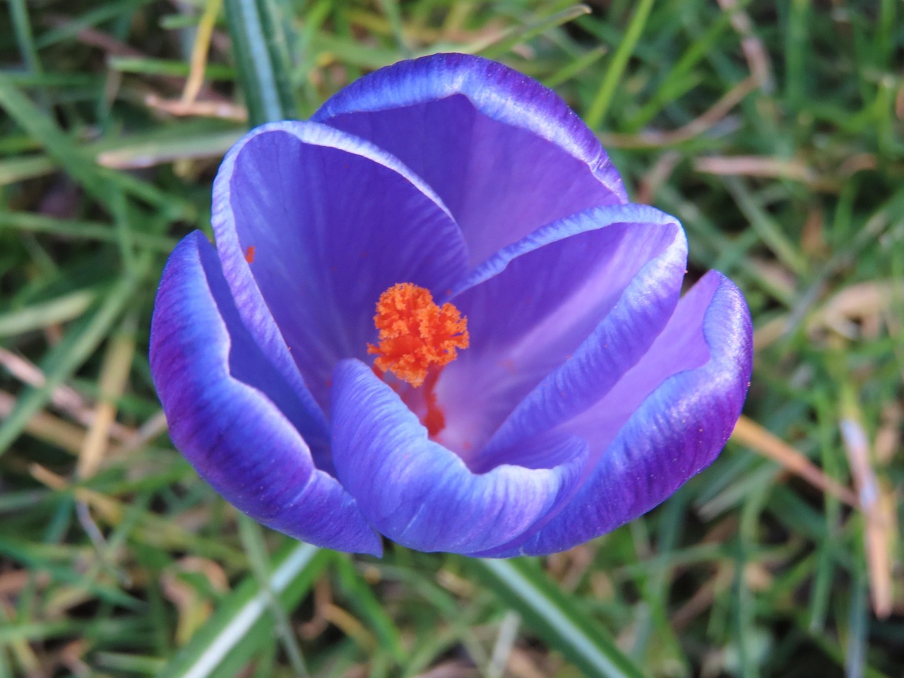 Fleur Crocus Le Printemps - Photo gratuite sur Pixabay - Pixabay