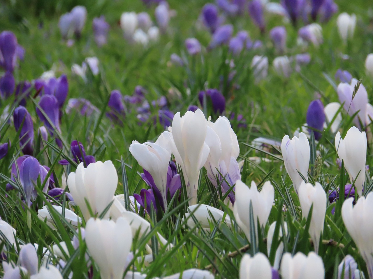 Fleur Crocus Nature - Photo gratuite sur Pixabay - Pixabay