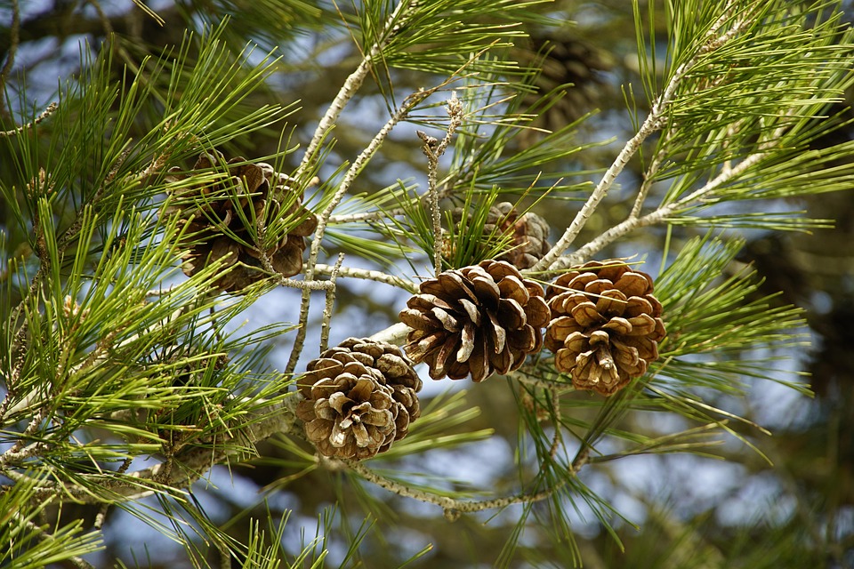 Tree Pine Cones Needles - Free photo on Pixabay