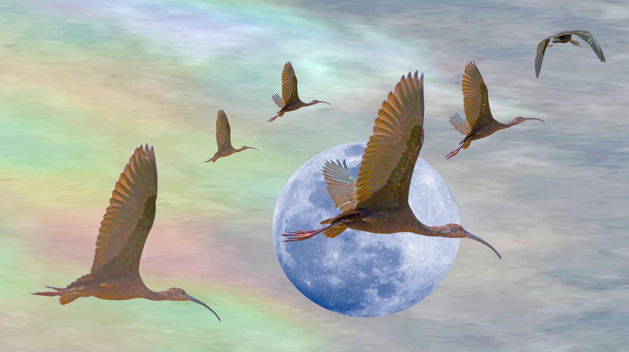 Birds Flock Ibis - Free photo on Pixabay - Pixabay