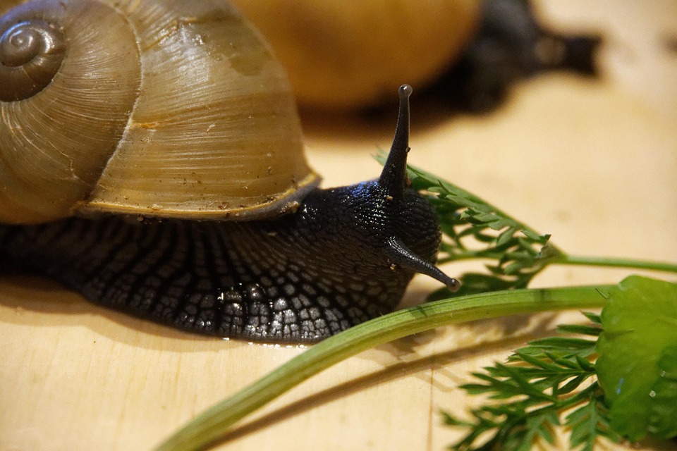 Snail Animal Terrarium Zachrysia - Free photo on Pixabay - Pixabay