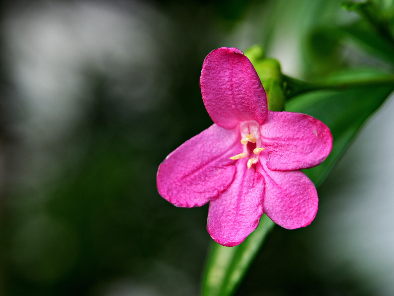 20+ Free Ravenia & Nature Images - Pixabay