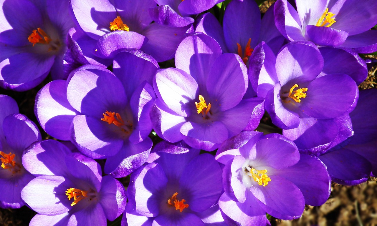 Blumen Krokusse Frühling - Kostenloses Foto auf Pixabay - Pixabay
