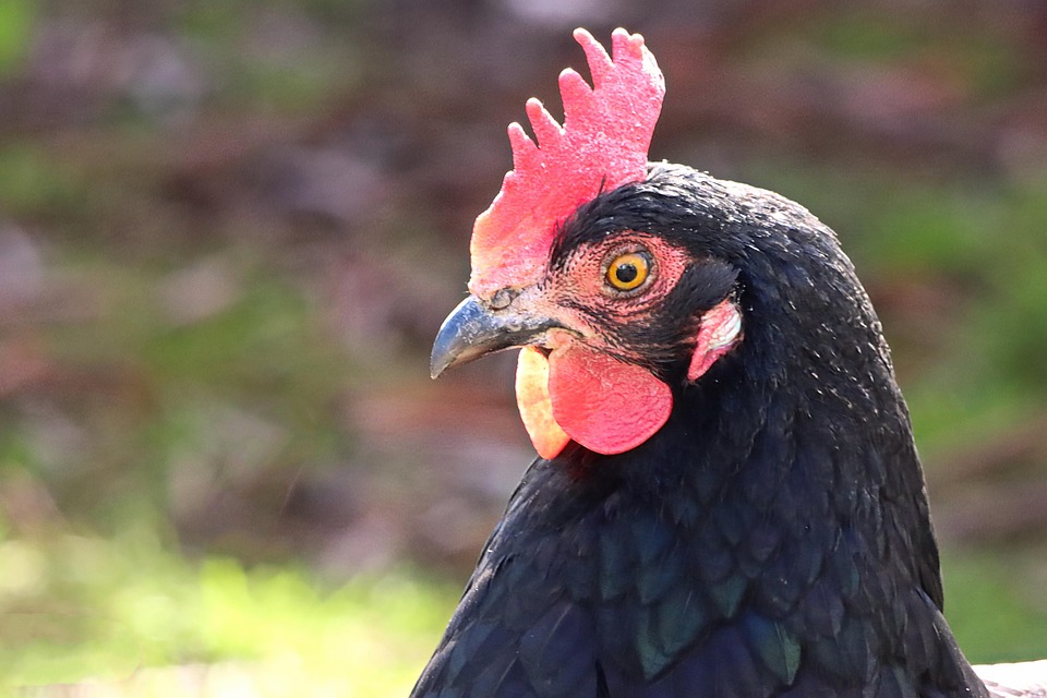 Bird Chicken Ornithology - Free photo on Pixabay - Pixabay