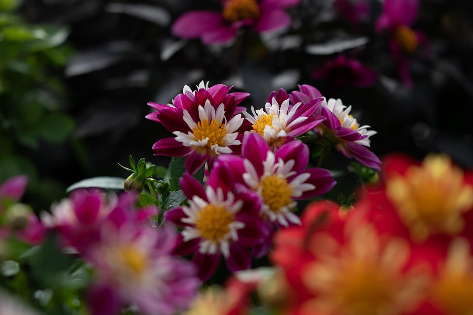 Dália Flores Plantas Dahlia - Foto gratuita no Pixabay - Pixabay
