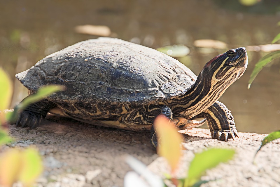 Reptil Kura-Kura Darat Satwa - Foto gratis di Pixabay - Pixabay