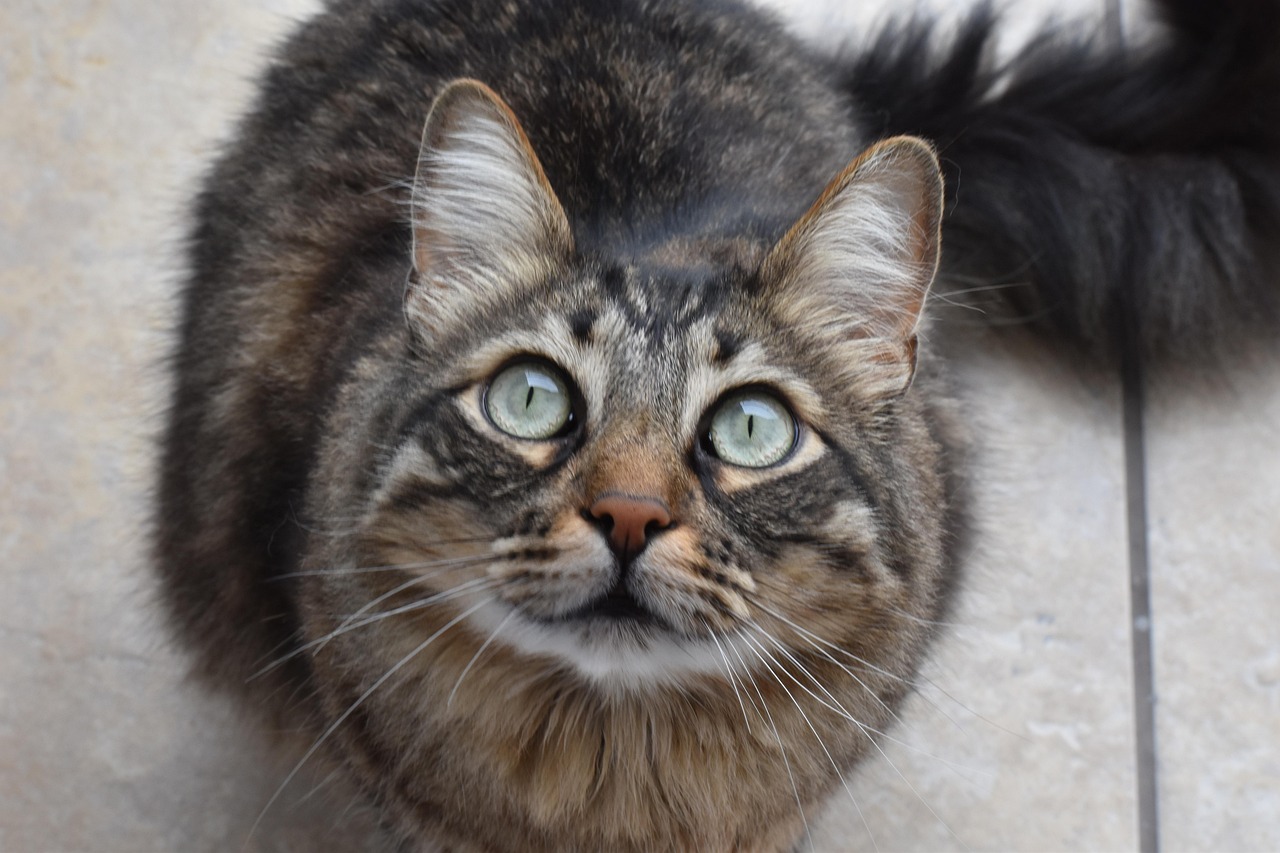 Cat Animal De Compagnie - Photo gratuite sur Pixabay - Pixabay