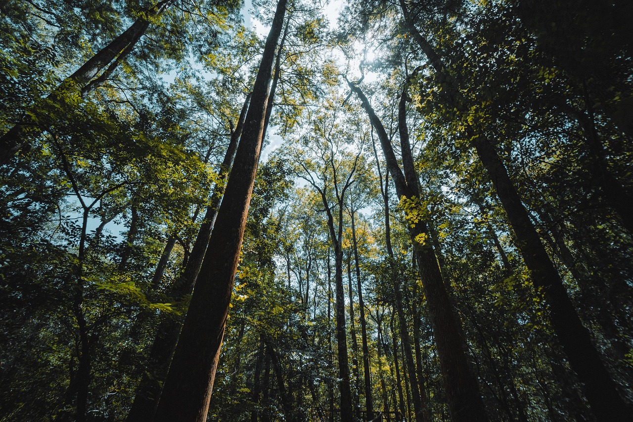 Trees Forest Nature - Free photo on Pixabay - Pixabay