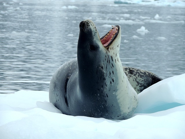 Foca Leopardo Antártico Iceberg - Foto gratuita no Pixabay - Pixabay