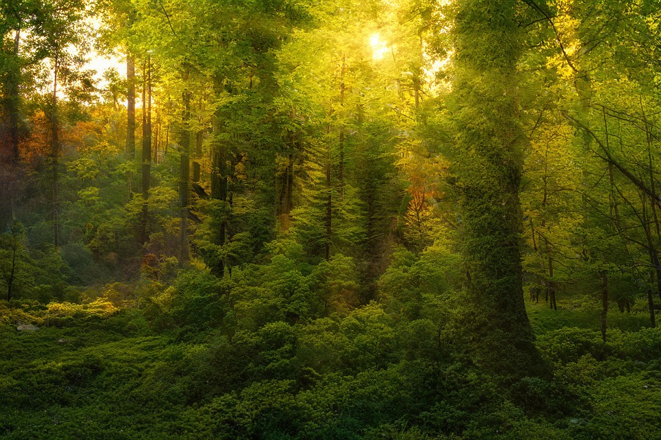 Trees Forest Leaves - Free photo on Pixabay