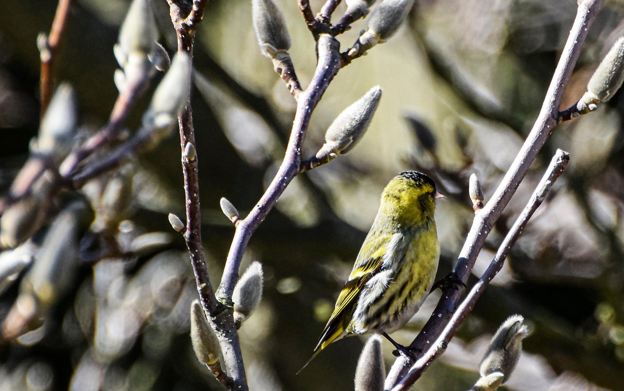 Bird Eurasian Siskin Ornithology - Free photo on Pixabay - Pixabay