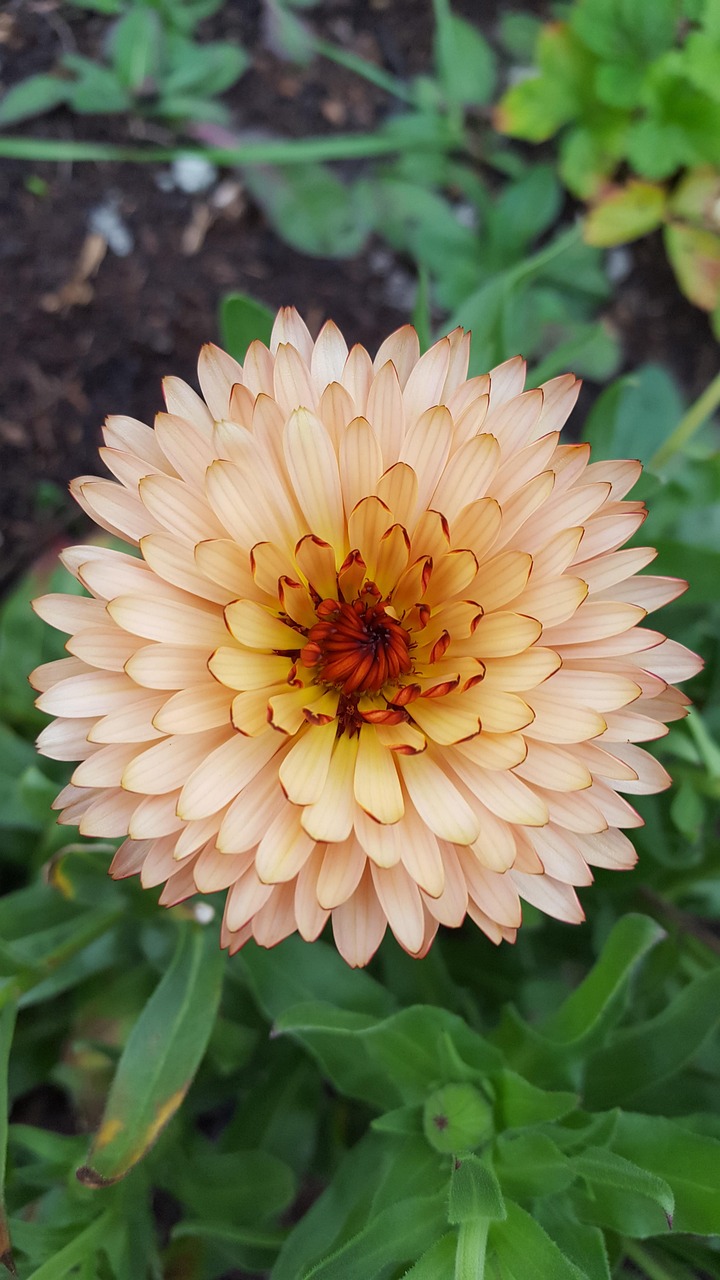 Souci Fleur Plantes - Photo gratuite sur Pixabay - Pixabay