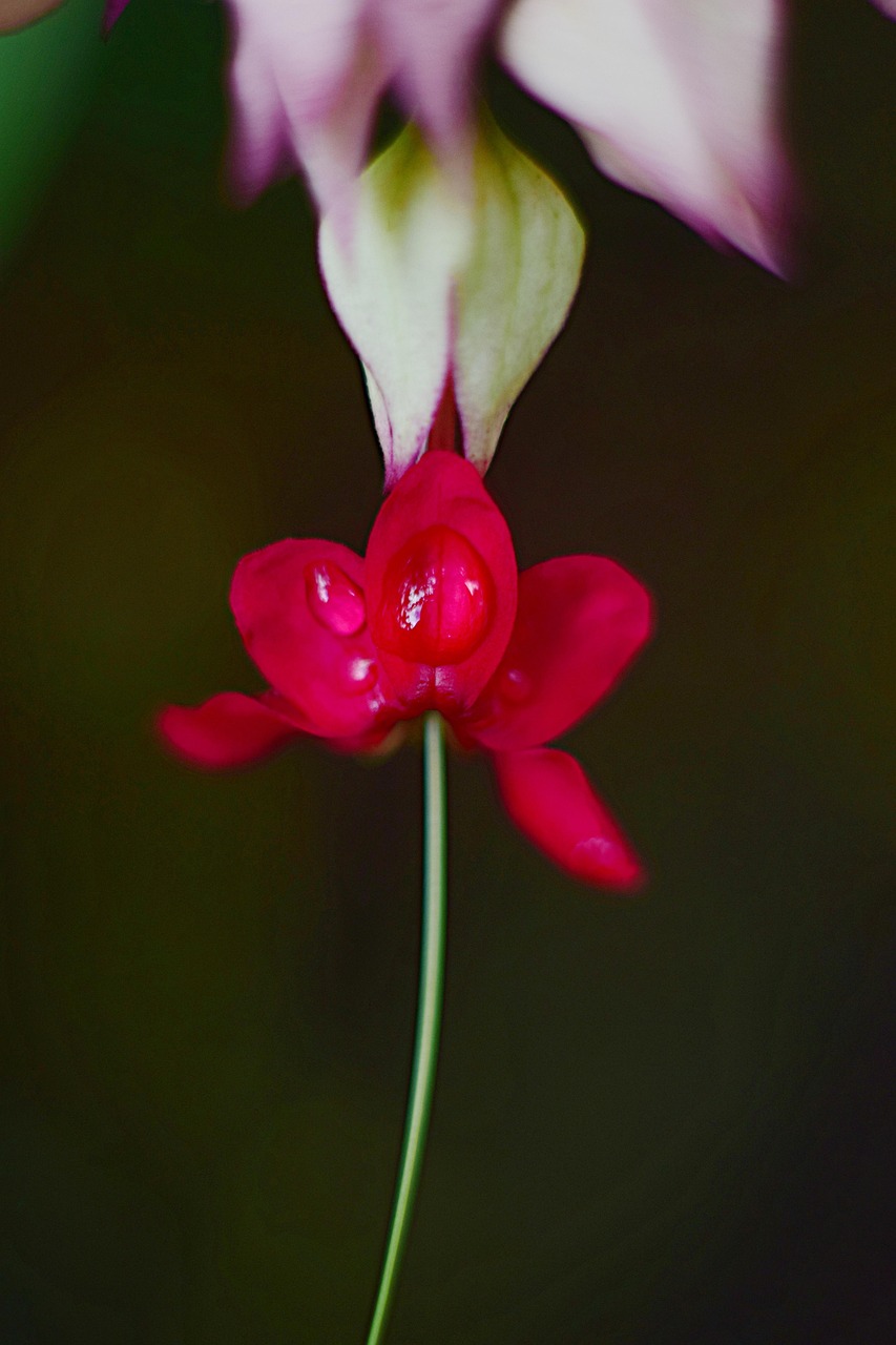 Bunga Bloom Mekar - Foto gratis di Pixabay - Pixabay