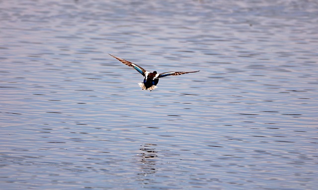 Bird Northern Shoveler Ornithology - Free photo on Pixabay - Pixabay