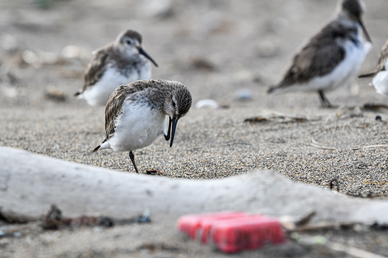 Bird Dunlin Ornithology - Free photo on Pixabay - Pixabay
