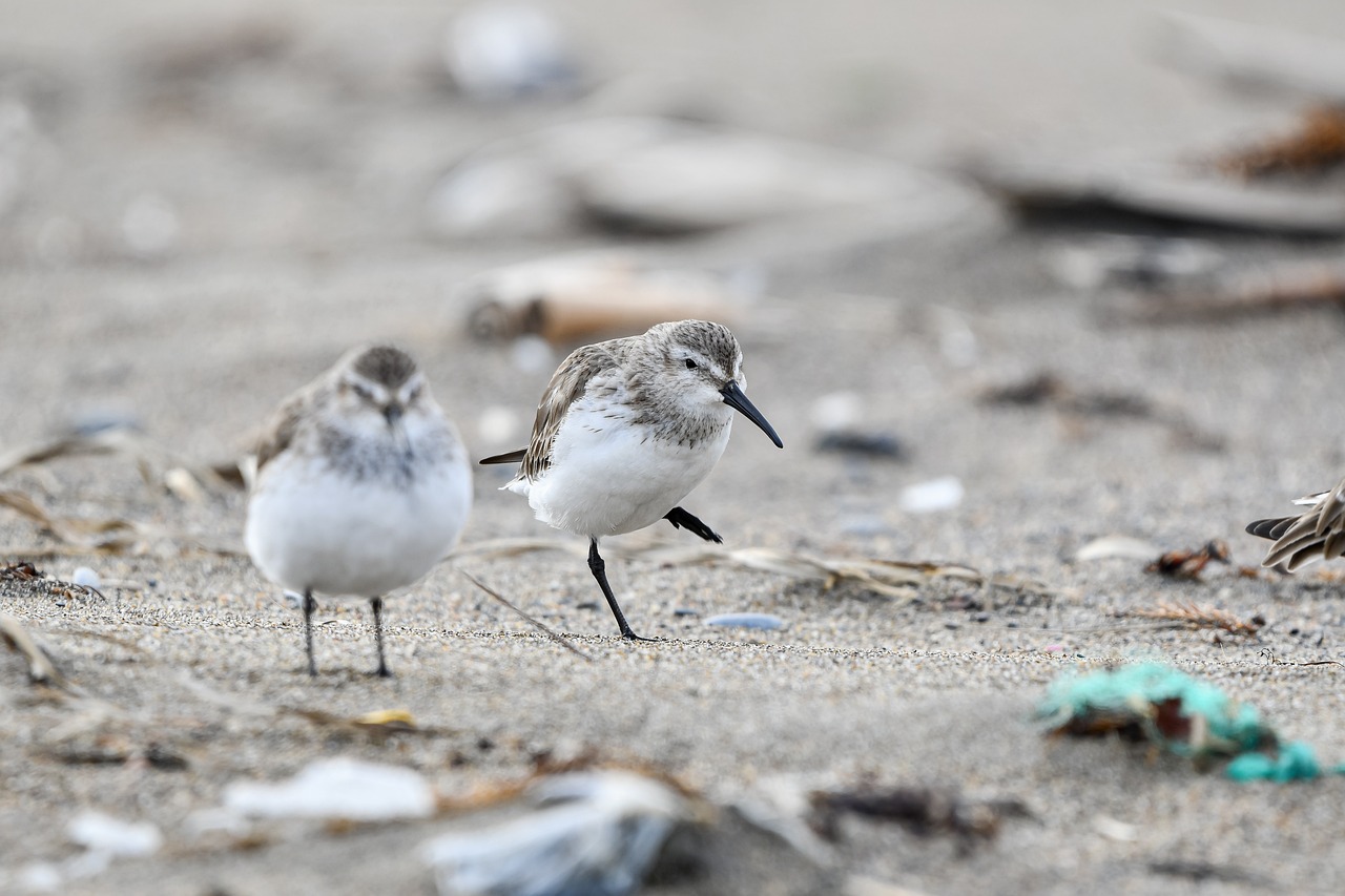 Bird Dunlin Ornithology - Free photo on Pixabay - Pixabay