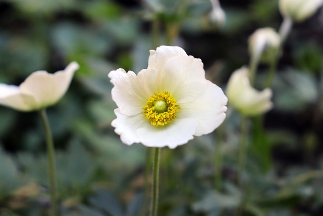 Flor Anêmona De Neve Bloom - Foto gratuita no Pixabay - Pixabay