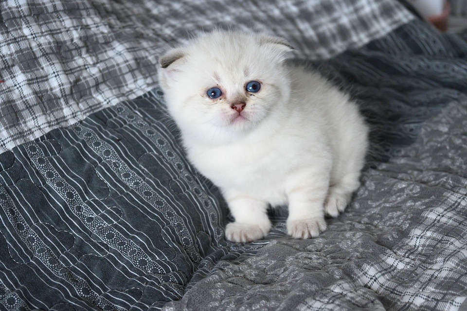 Kitten Cat Scottish Fold - Free photo on Pixabay - Pixabay
